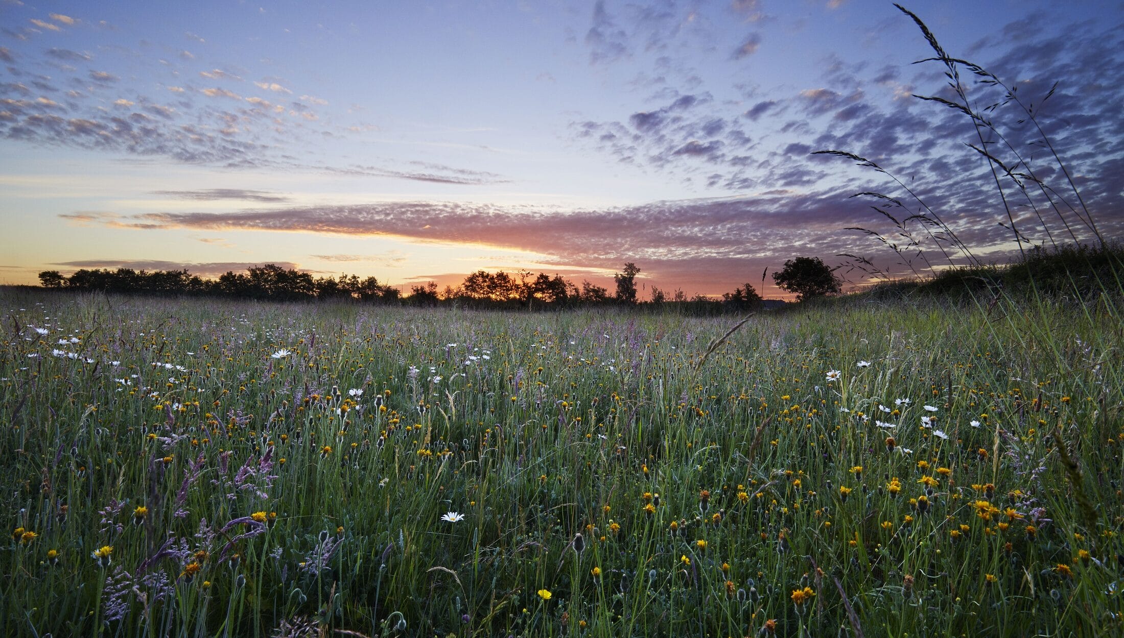 Hugo Rittson Thomas 'Wildflowers for the Queen' photography exhibition ...